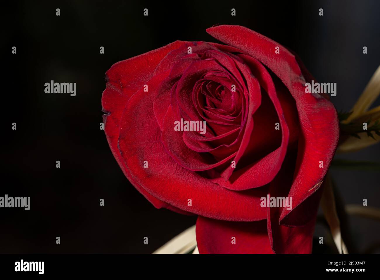 Red rose close-up. Macro red rose flower with a visible structure of ...