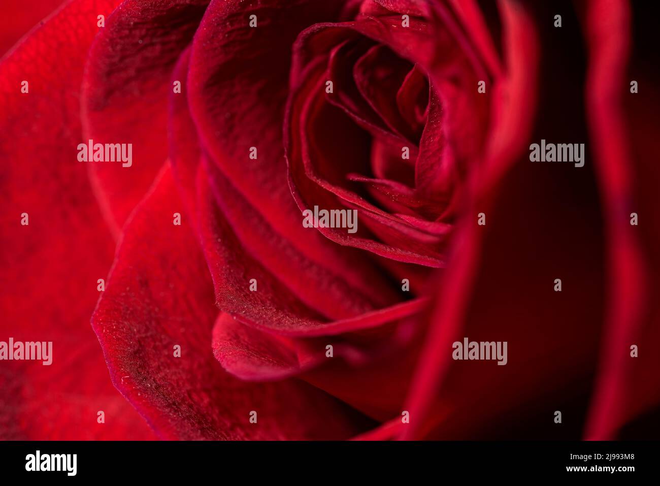 Red rose close-up. Macro red rose flower with a visible structure of ...