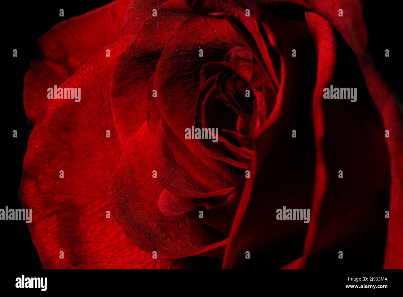 Red rose close-up. Macro red rose flower with a visible structure of ...