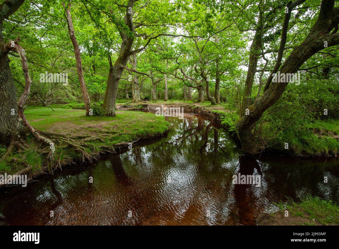Pond in the New Forest, Hampshire Stock Photo - Alamy