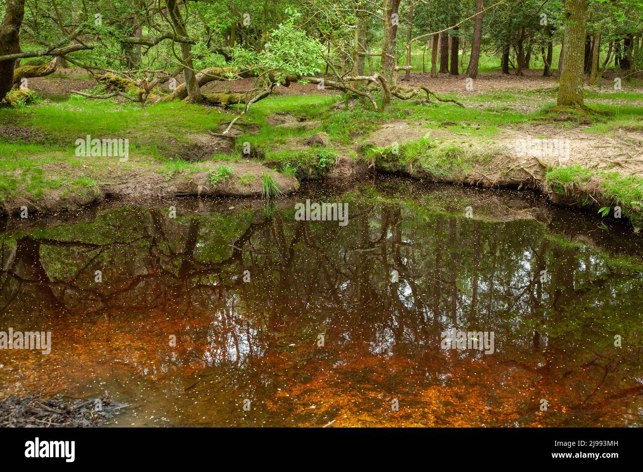 Pond in the New Forest, Hampshire Stock Photo - Alamy