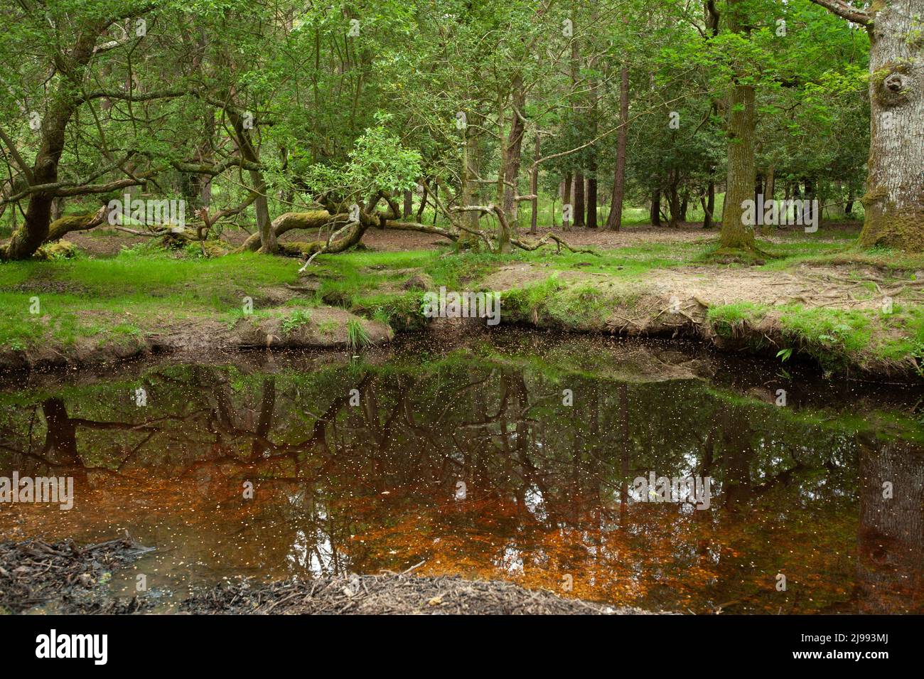 Pond in the New Forest, Hampshire Stock Photo - Alamy