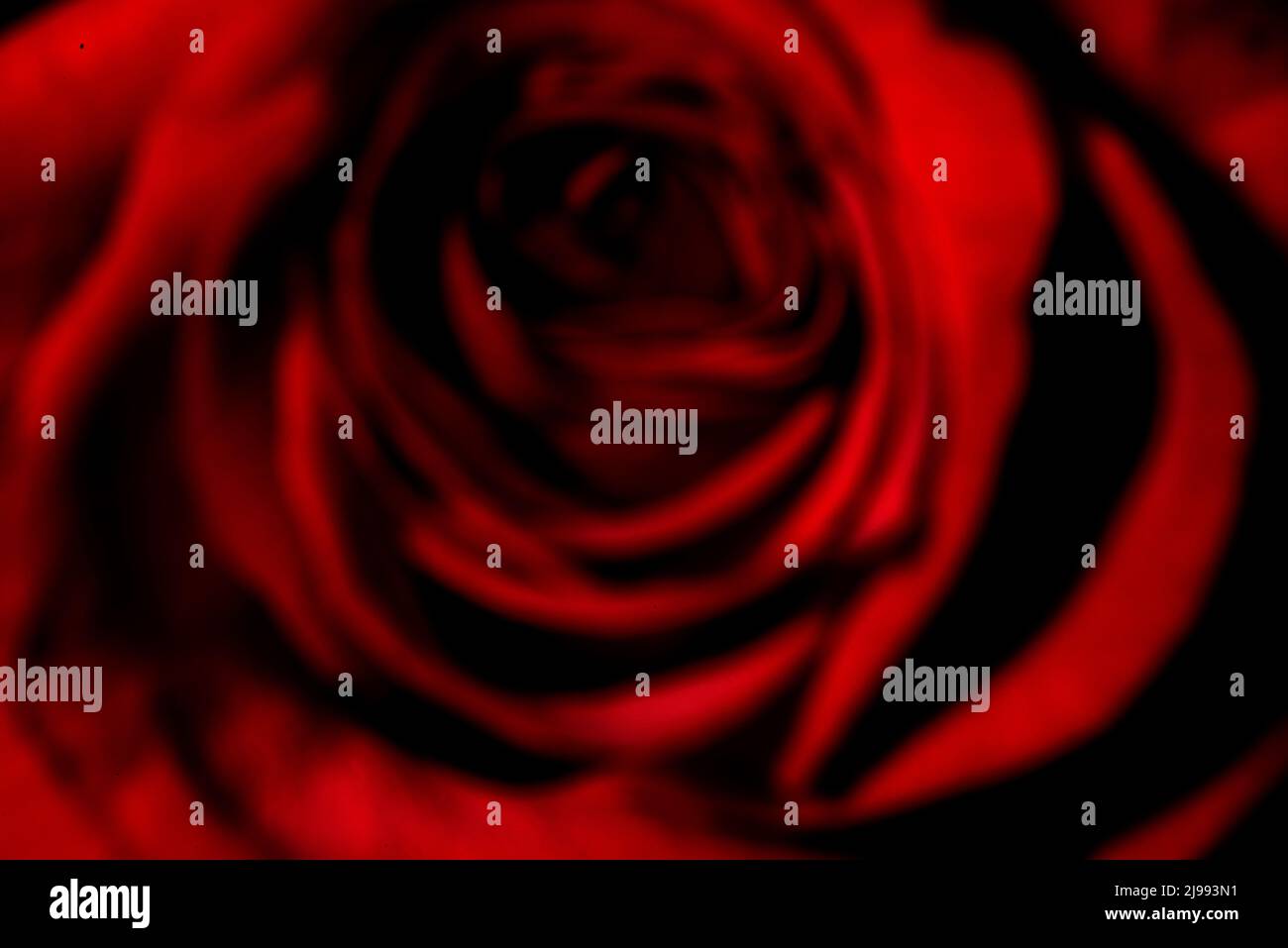 Red rose close-up. Macro red rose flower with a visible structure of ...