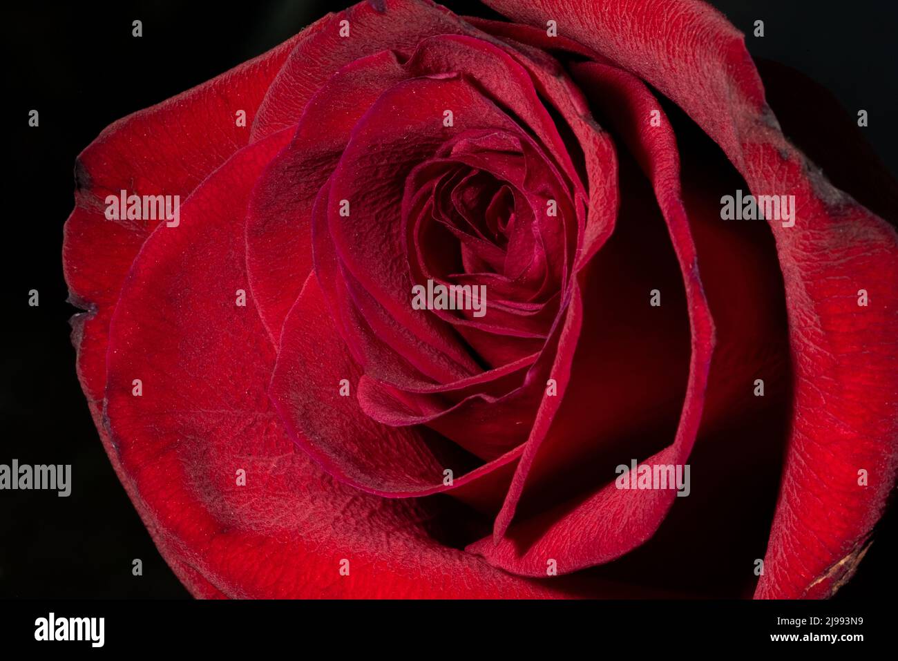 Red rose close-up. Macro red rose flower with a visible structure of ...