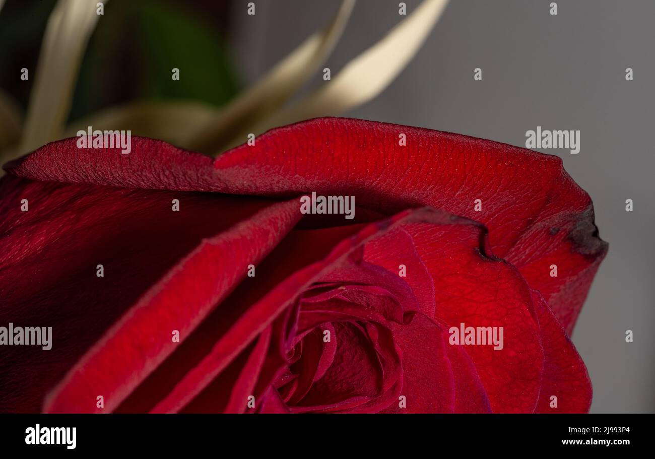 Red rose close-up. Macro red rose flower with a visible structure of ...