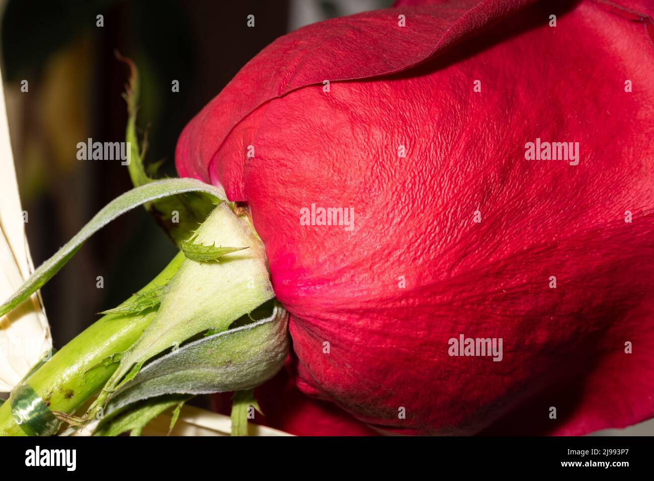 Red rose close-up. Macro red rose flower with a visible structure of ...
