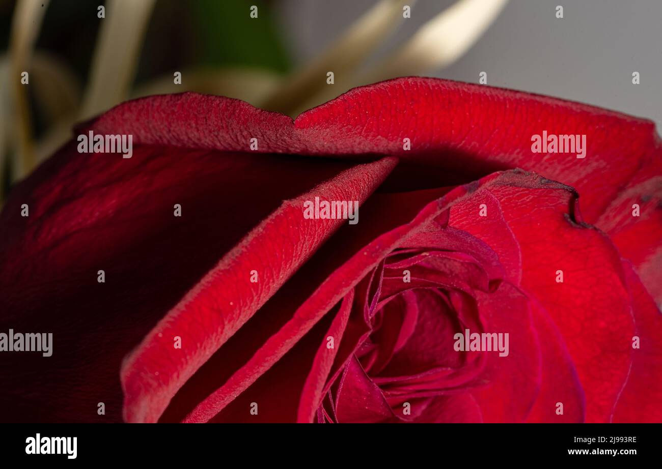 Red rose close-up. Macro red rose flower with a visible structure of ...