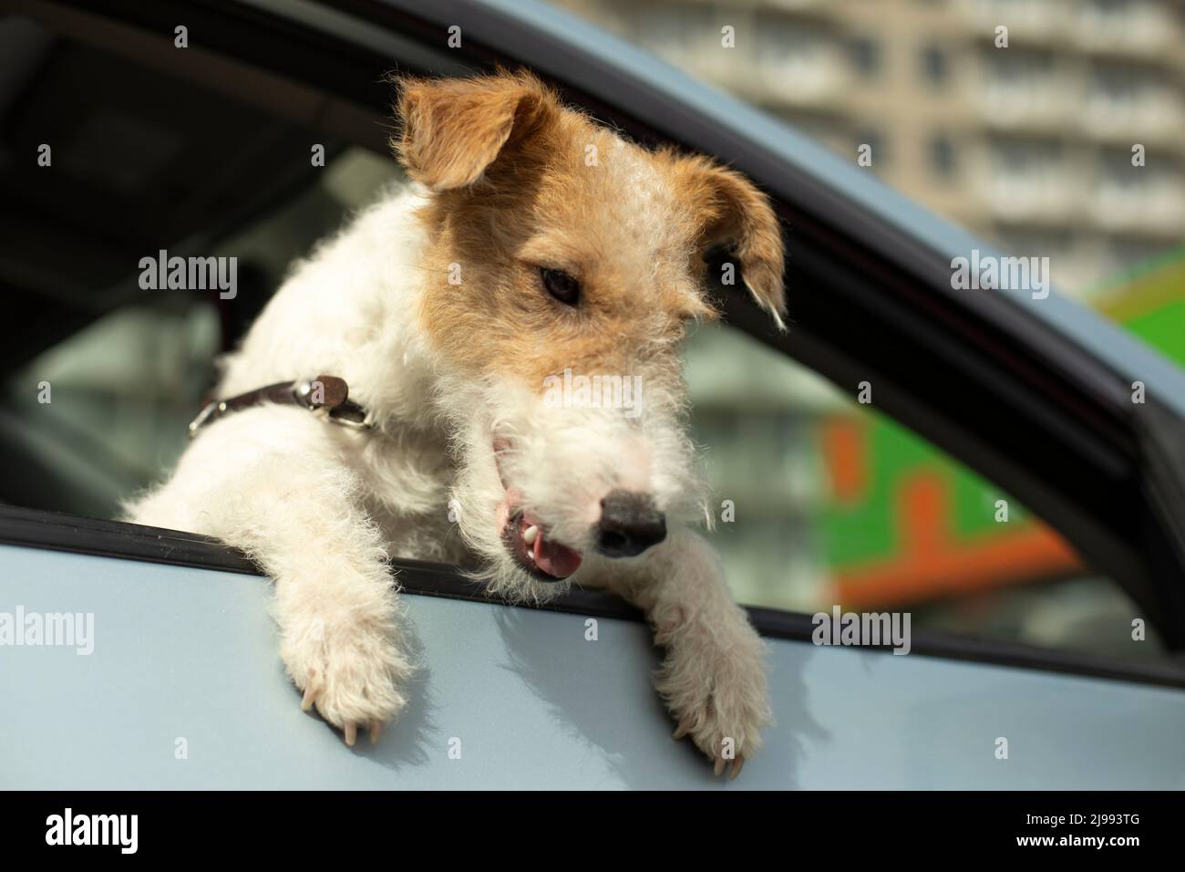 Dog looks out of car window. Animal in transport. Pet climbed out ...