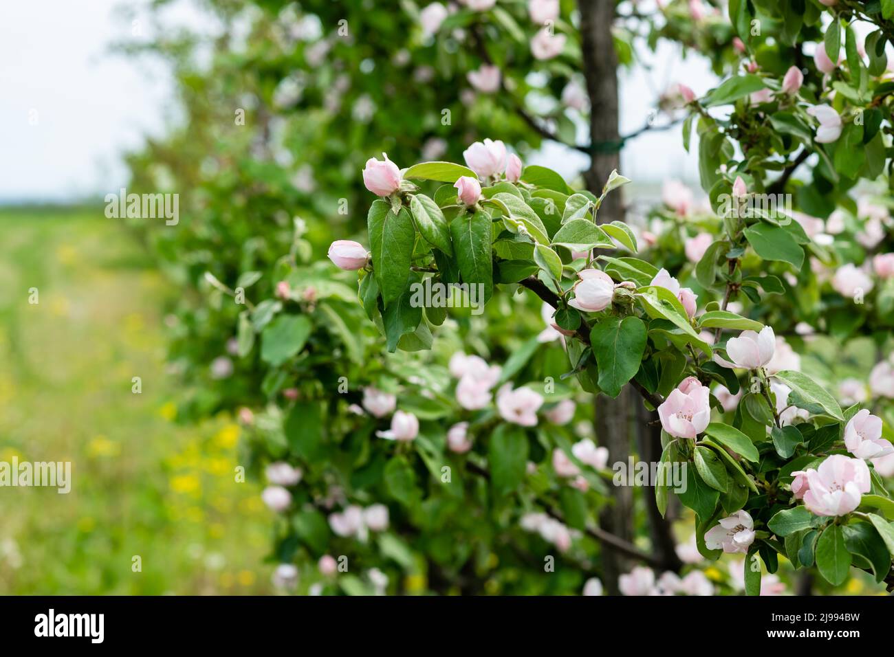 Blooming apple quince tree in spring on natural background. Blooming ...