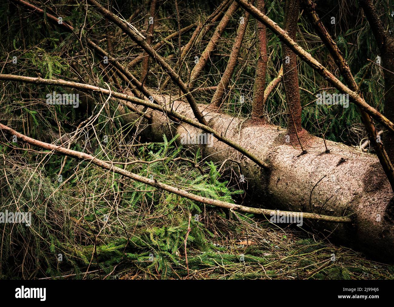 nature background A detail of a fallen spruce after a windy storm Stock ...