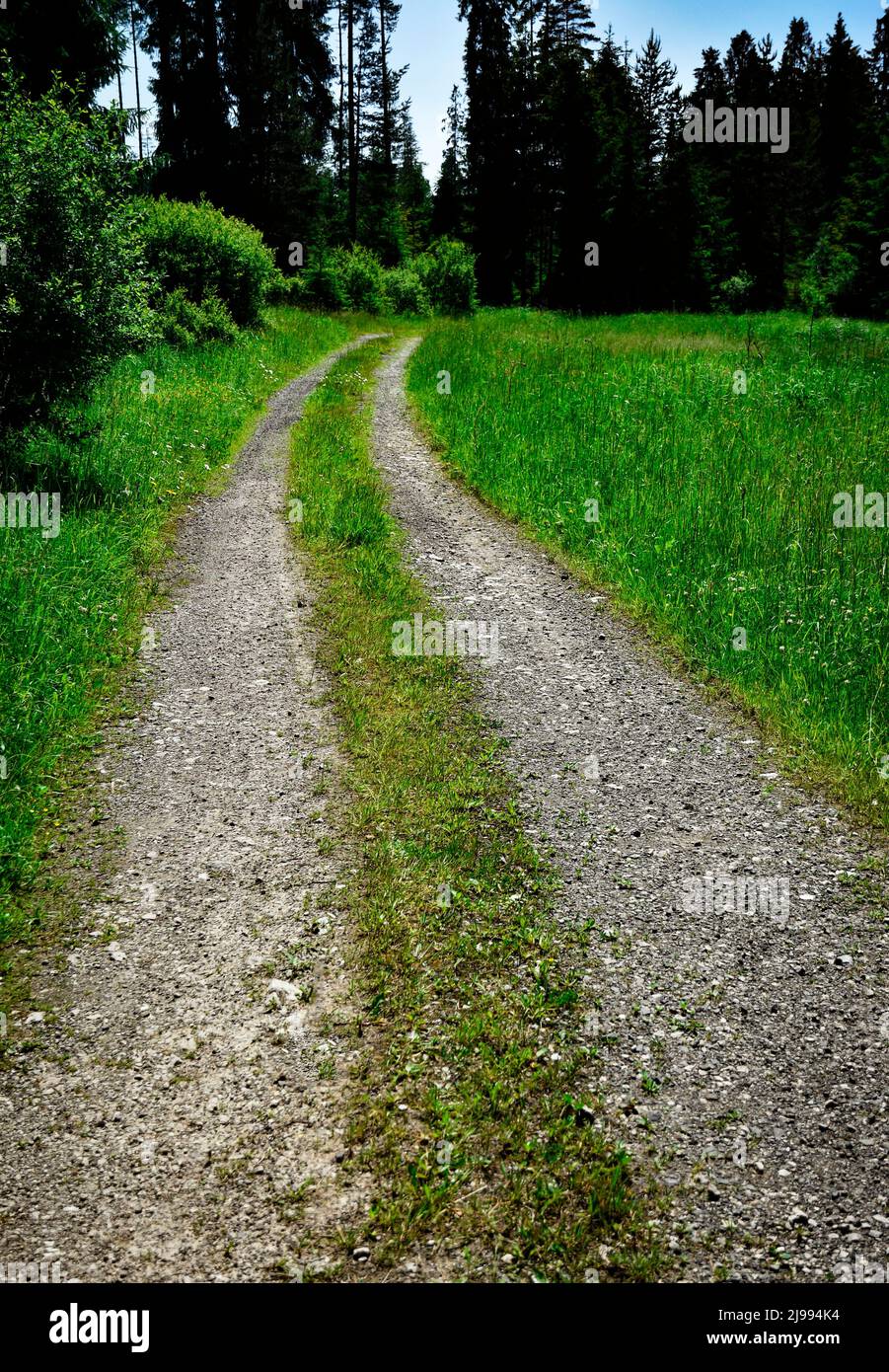 nature background a forest path surrounded by green grass Stock Photo ...