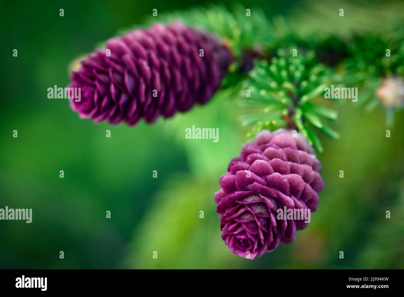 nature seasonal background A purple spruce flower Stock Photo - Alamy