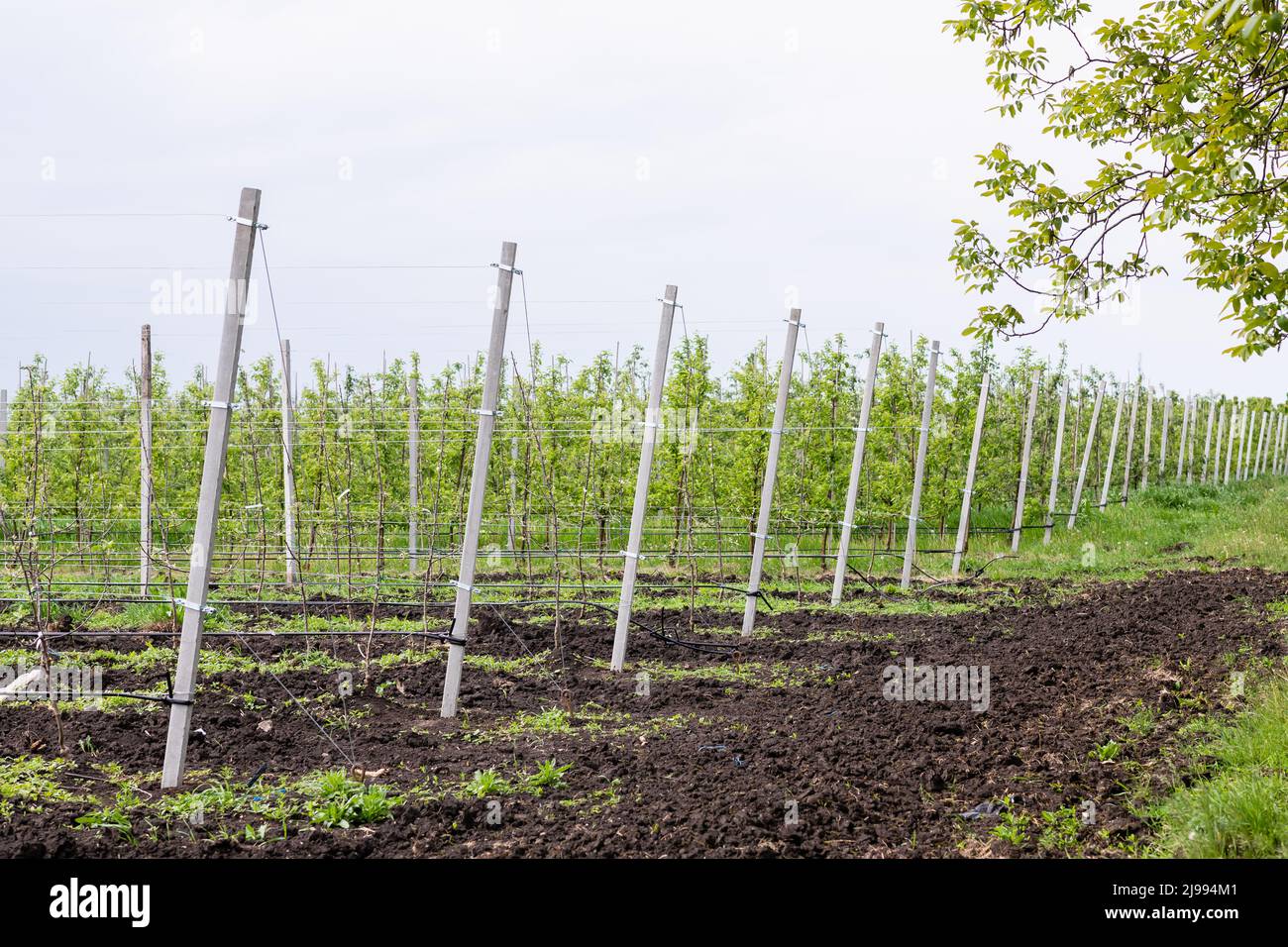 View of young apple orchard. It is an intentional planting of trees ...