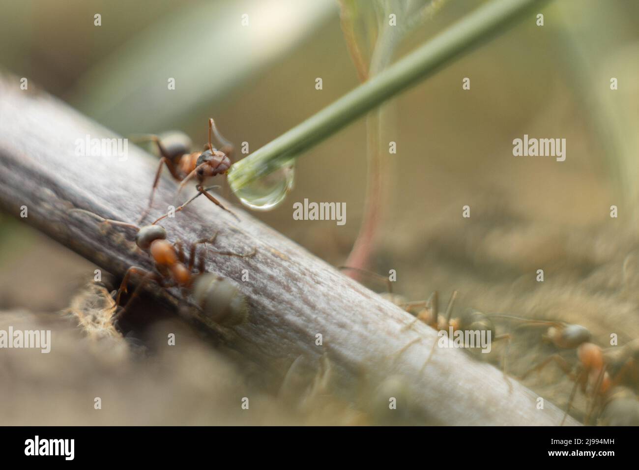 Macro photo of an ant. The ant drinks water. Macro photo of insects ...