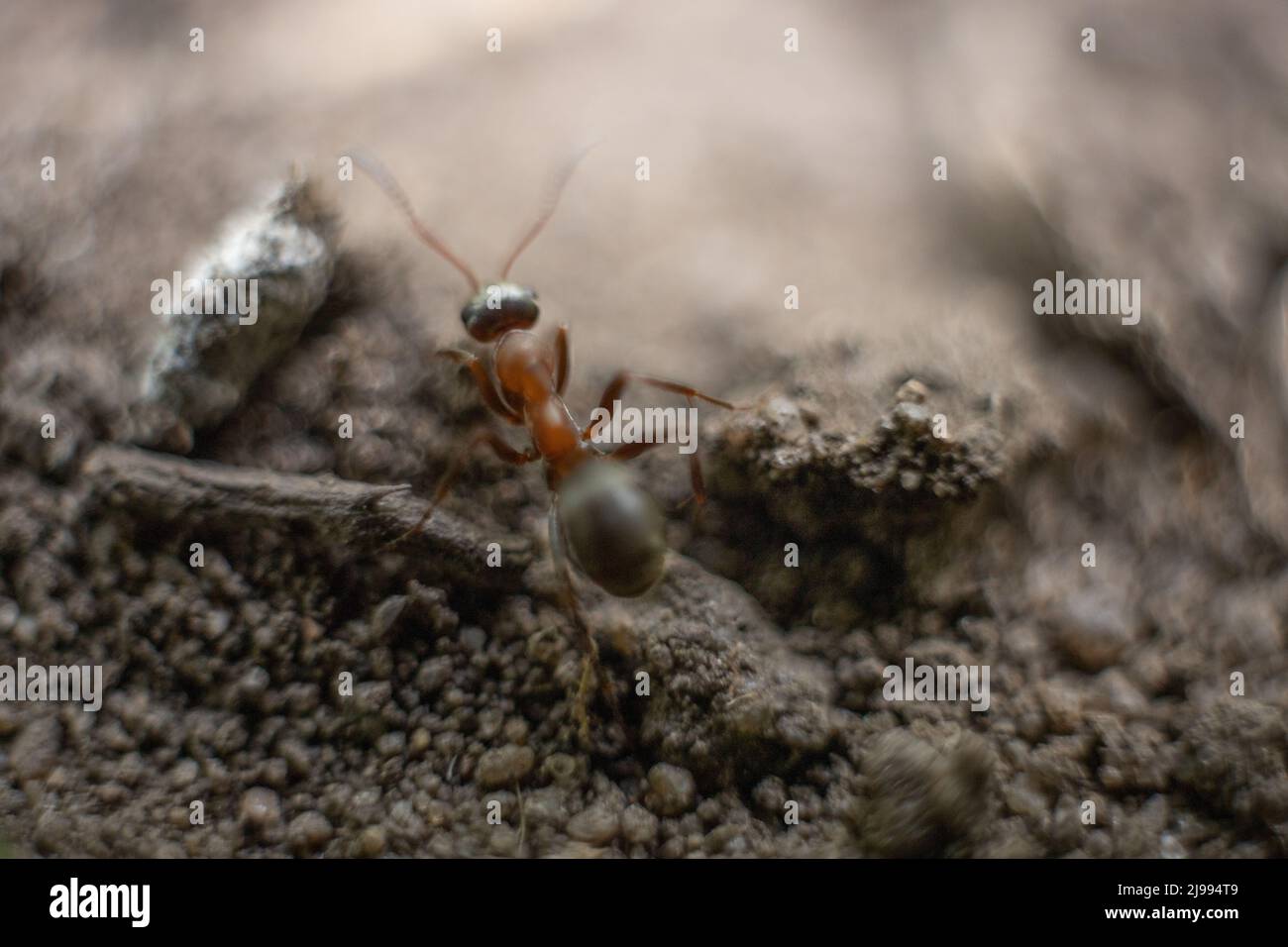 Ants close-up. Ants family. Little black ants are at work. Ants with ...
