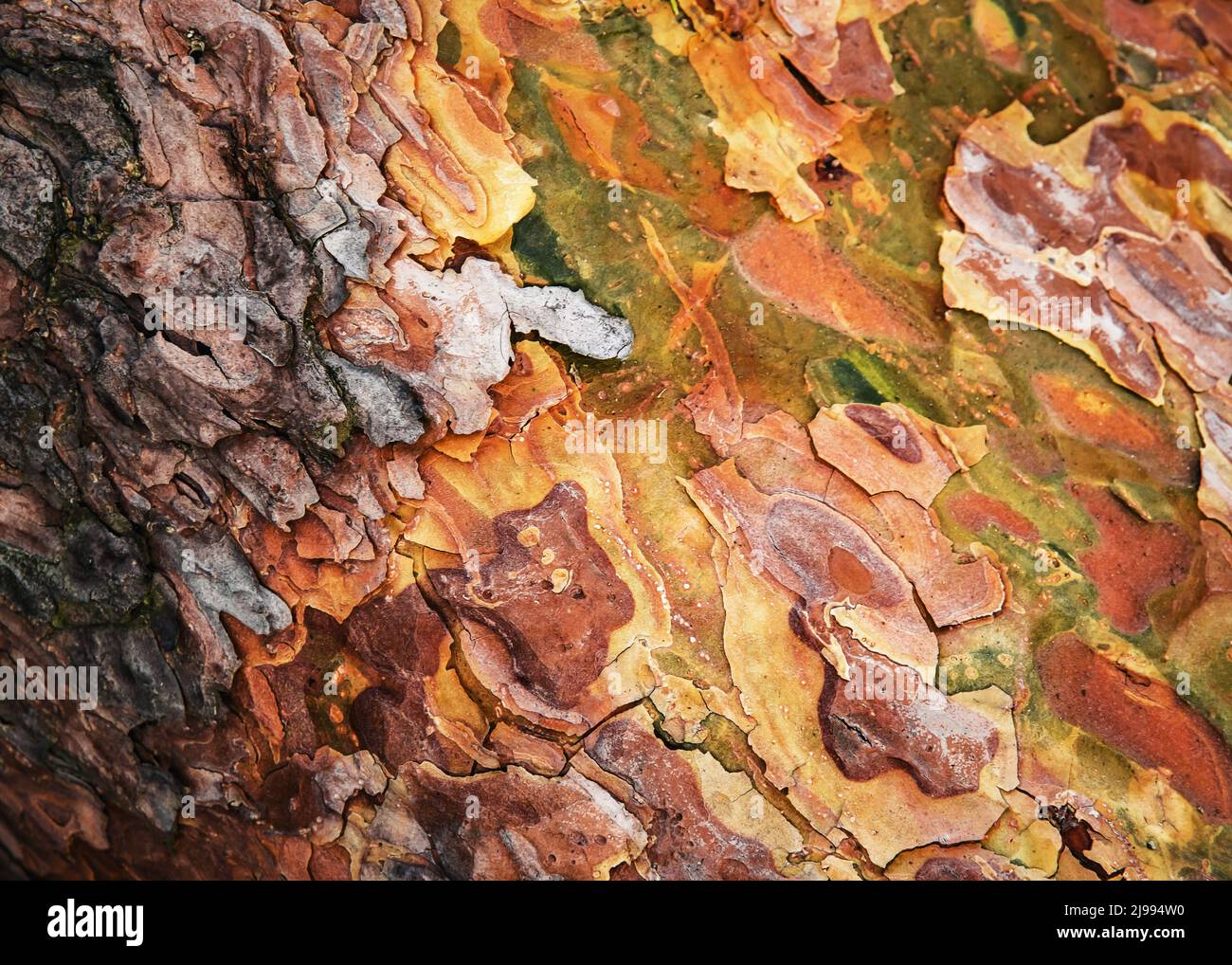 absract background the colorful bark of the pine tree Stock Photo - Alamy