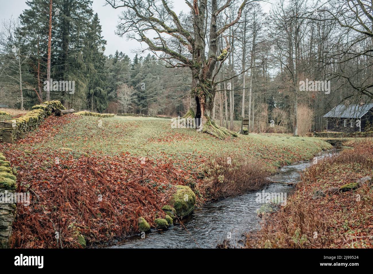 A sacred oak tree near Tallinn is revered in modern paganism in Estonia ...