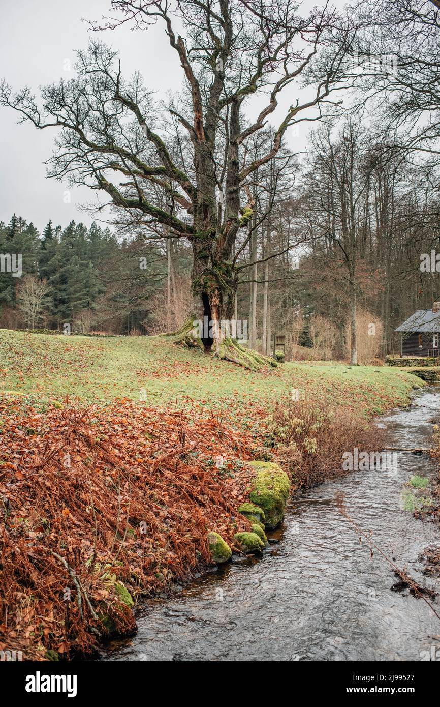 A sacred oak tree near Tallinn is revered in modern paganism in Estonia ...