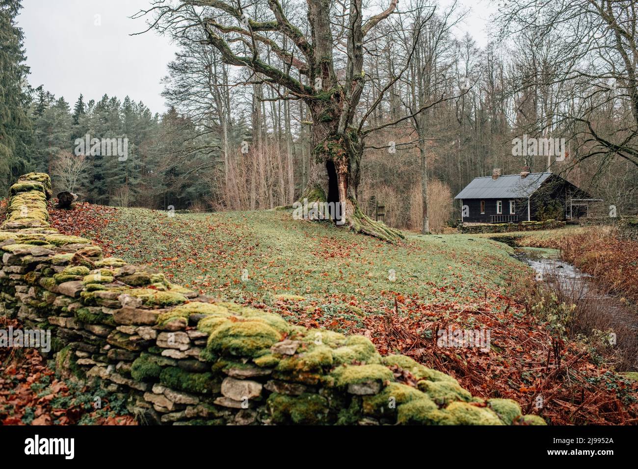 A sacred oak tree near Tallinn is revered in modern paganism in Estonia ...