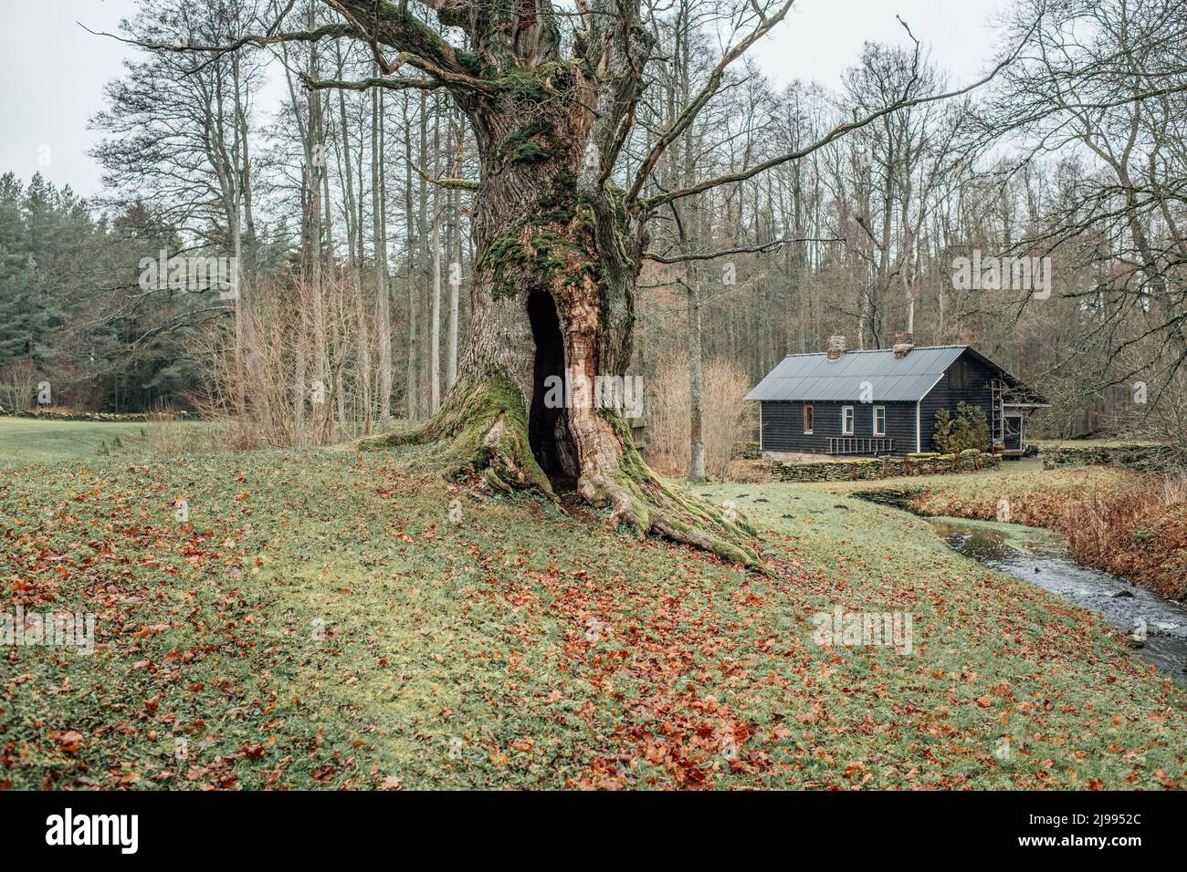 A sacred oak tree near Tallinn is revered in modern paganism in Estonia ...
