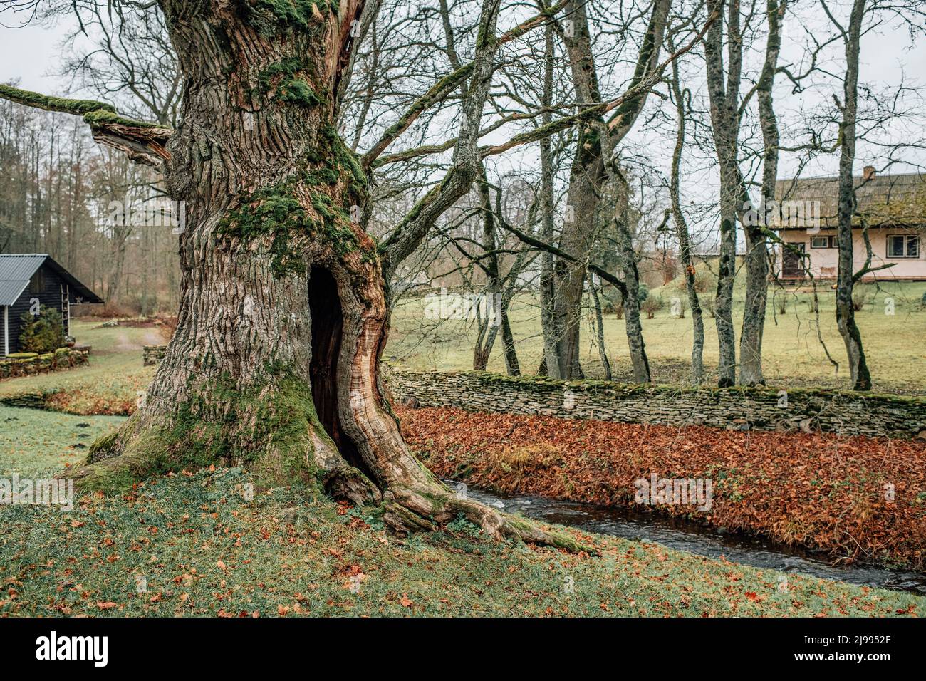A sacred oak tree near Tallinn is revered in modern paganism in Estonia ...