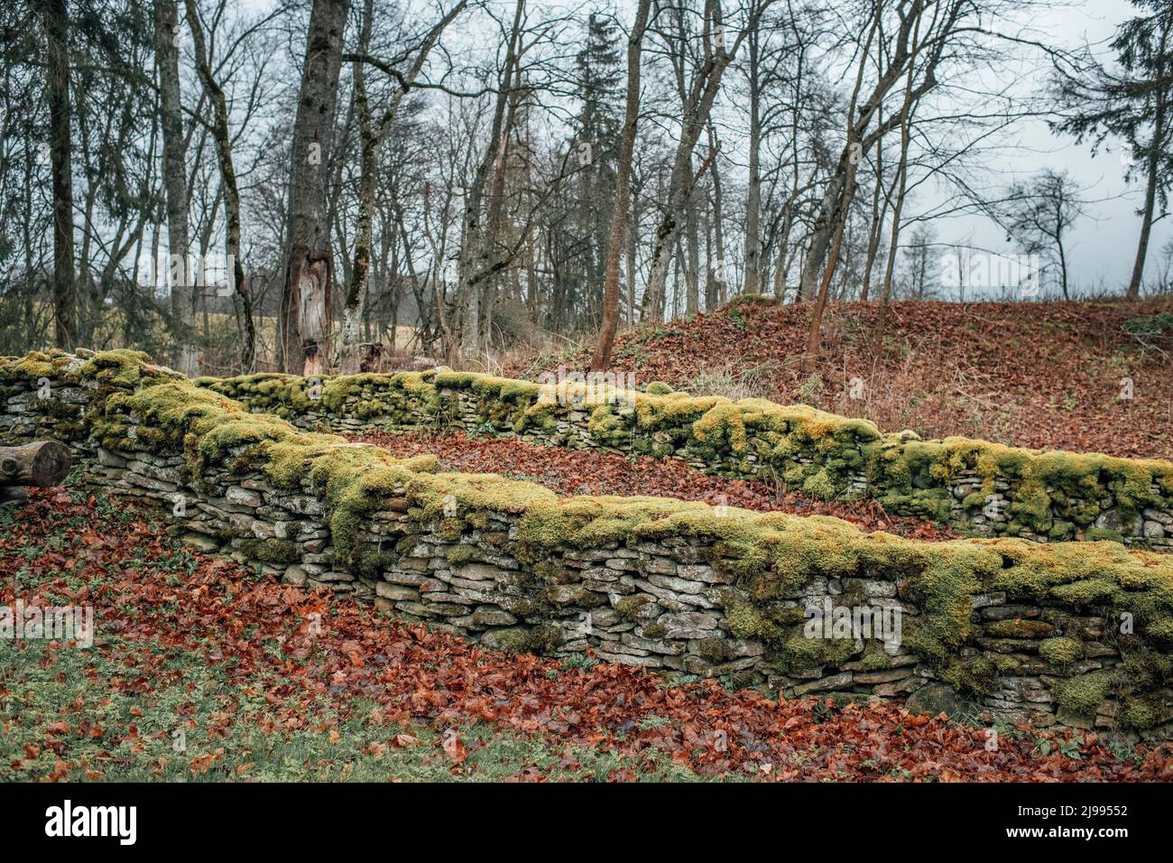 A sacred oak tree near Tallinn is revered in modern paganism in Estonia ...