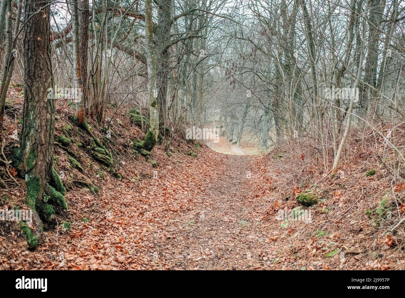 A sacred oak tree near Tallinn is revered in modern paganism in Estonia ...