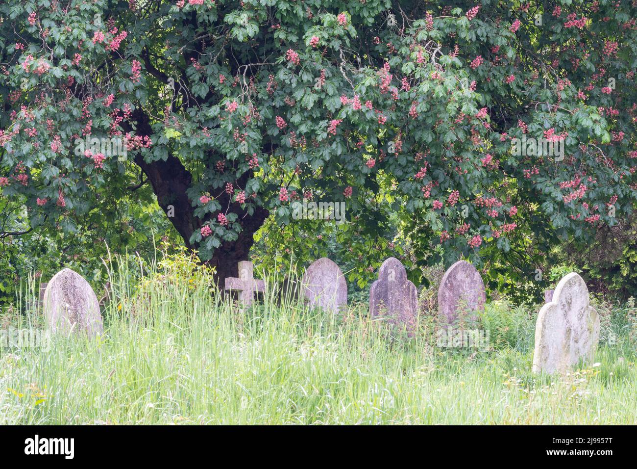 Spring southampton old cemetery hi-res stock photography and images - Alamy