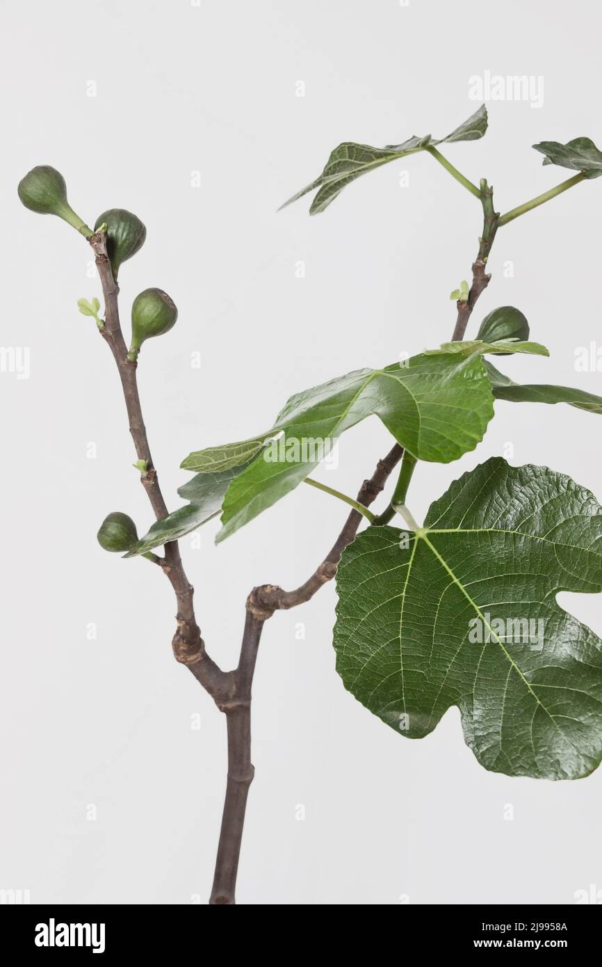 fig fruits growing on Ficus carica tree branch with white background ...