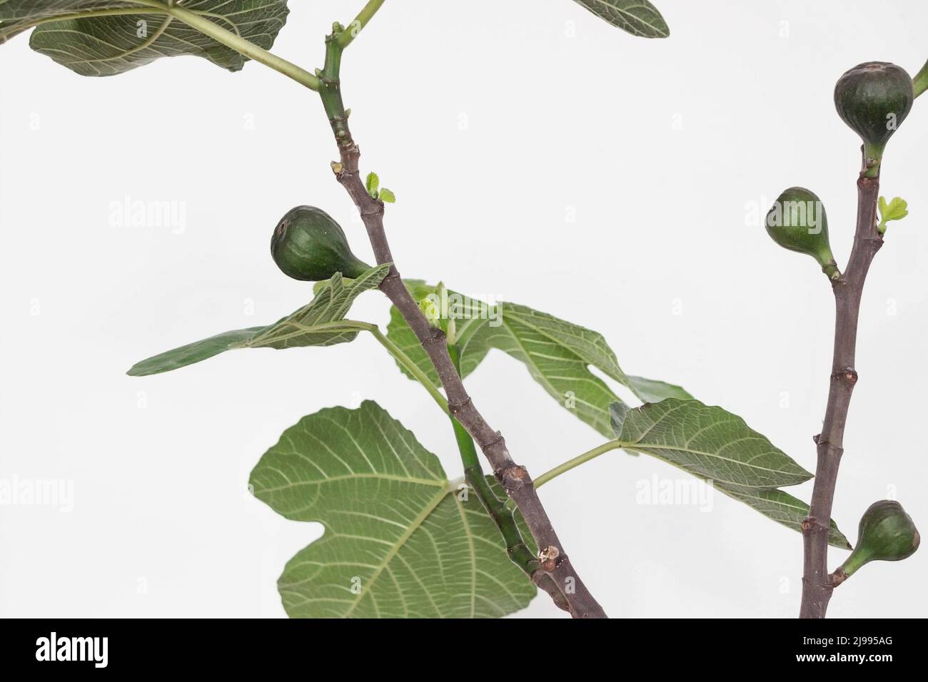 fig fruits growing on Ficus carica tree branch with white background ...