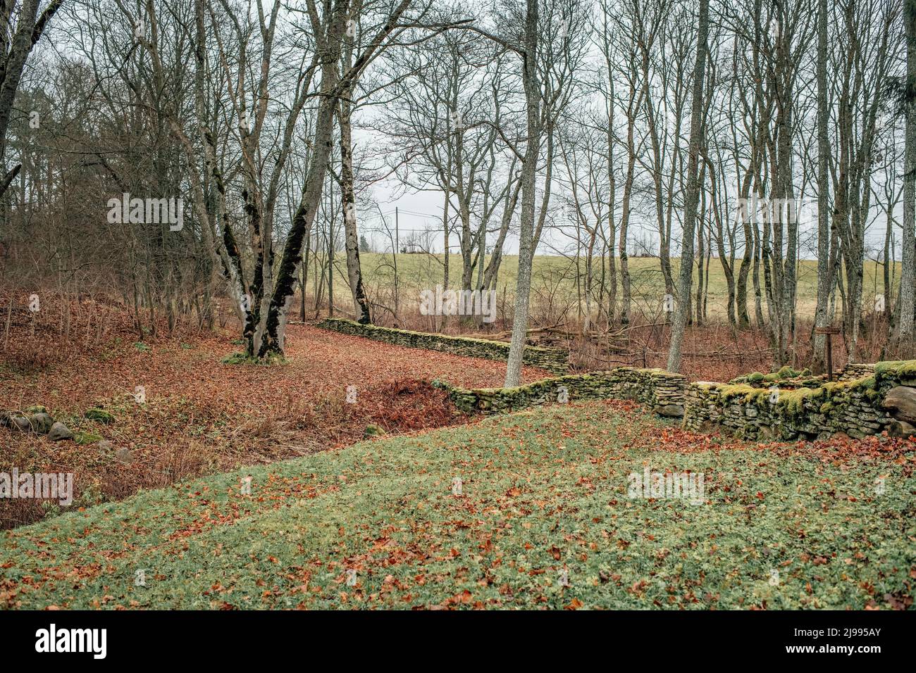 A sacred oak tree near Tallinn is revered in modern paganism in Estonia ...
