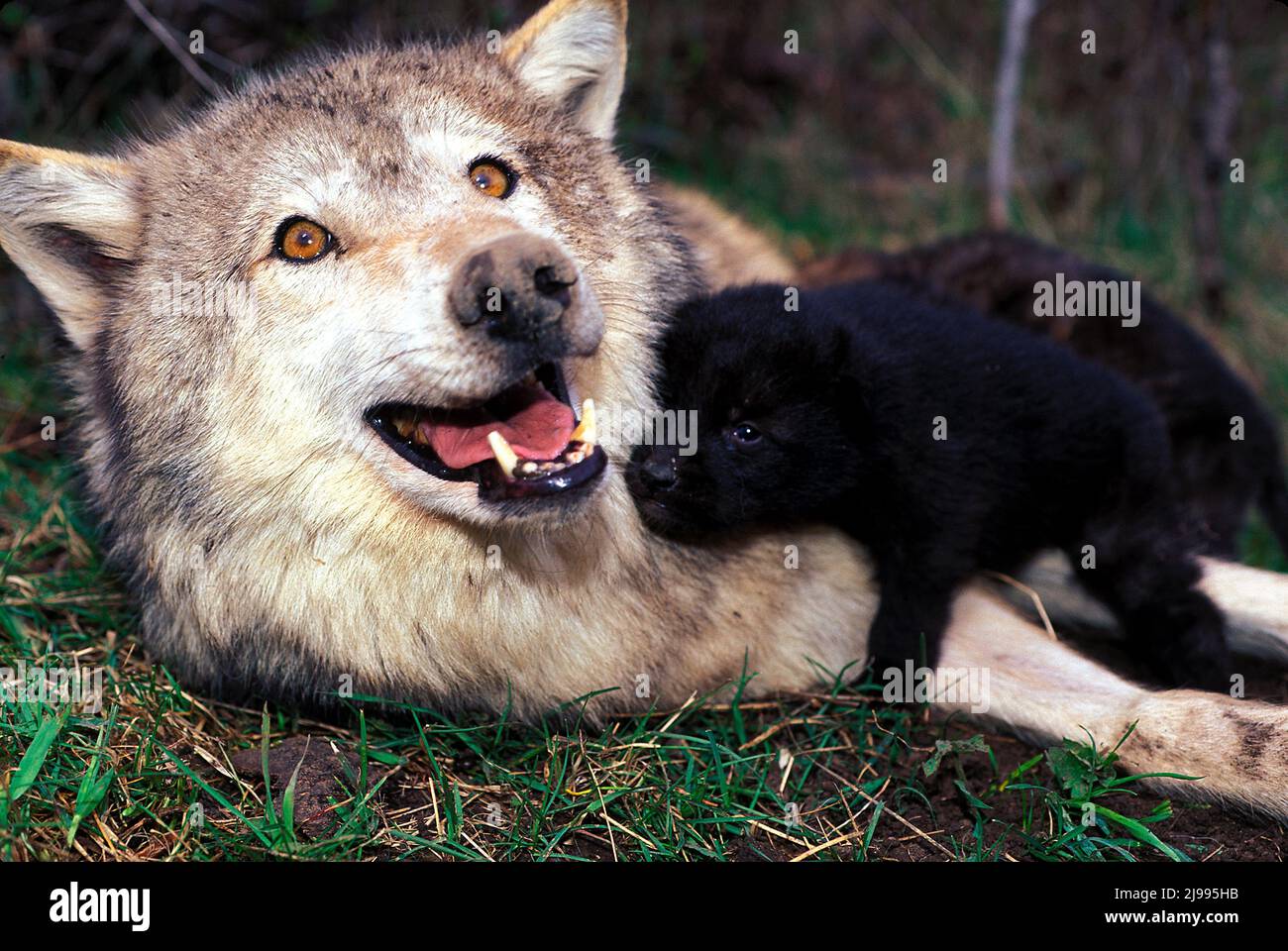 Newborn Gray Wolf Pups