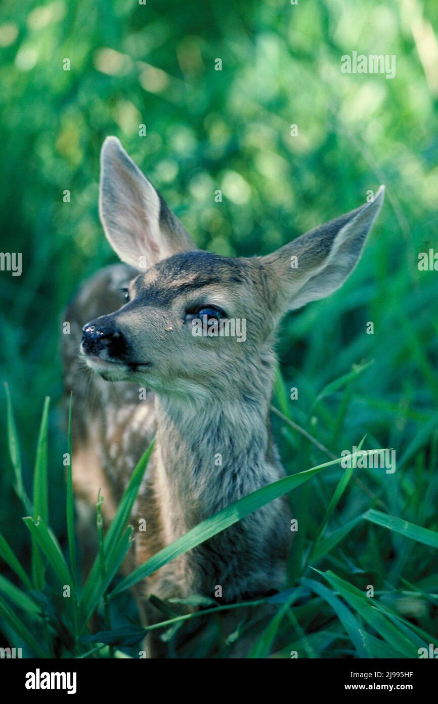 Mule Deer fawn, Colorado Stock Photo - Alamy