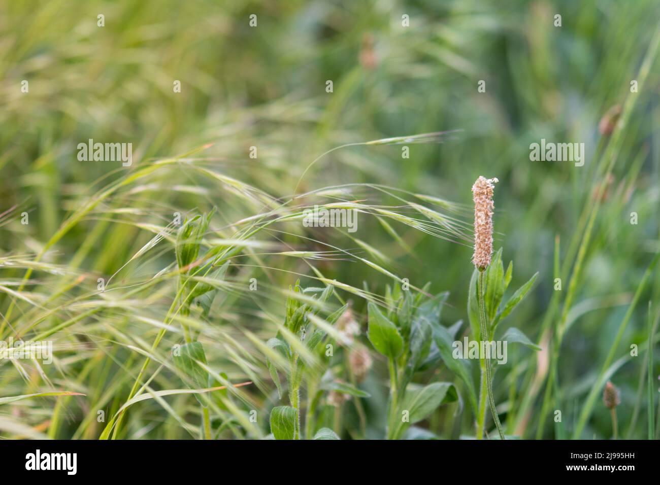 Plantago lanceolata. Ribwort plantain, narrowleaf plantain, English ...