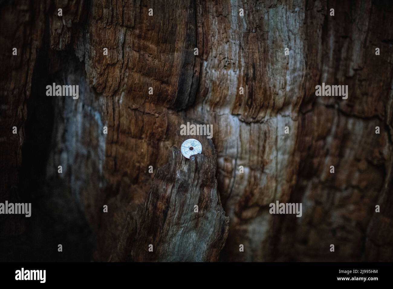 A sacred oak tree near Tallinn is revered in modern paganism in Estonia ...