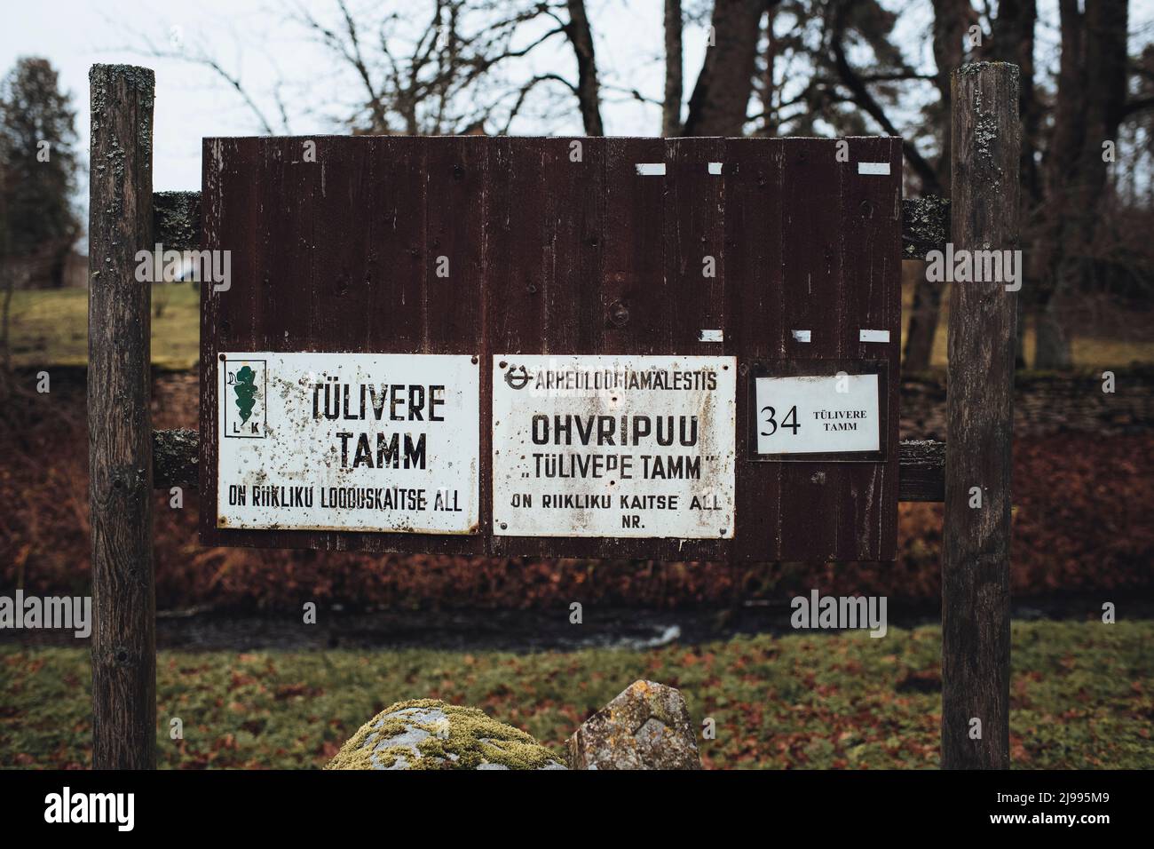 A sacred oak tree near Tallinn is revered in modern paganism in Estonia ...