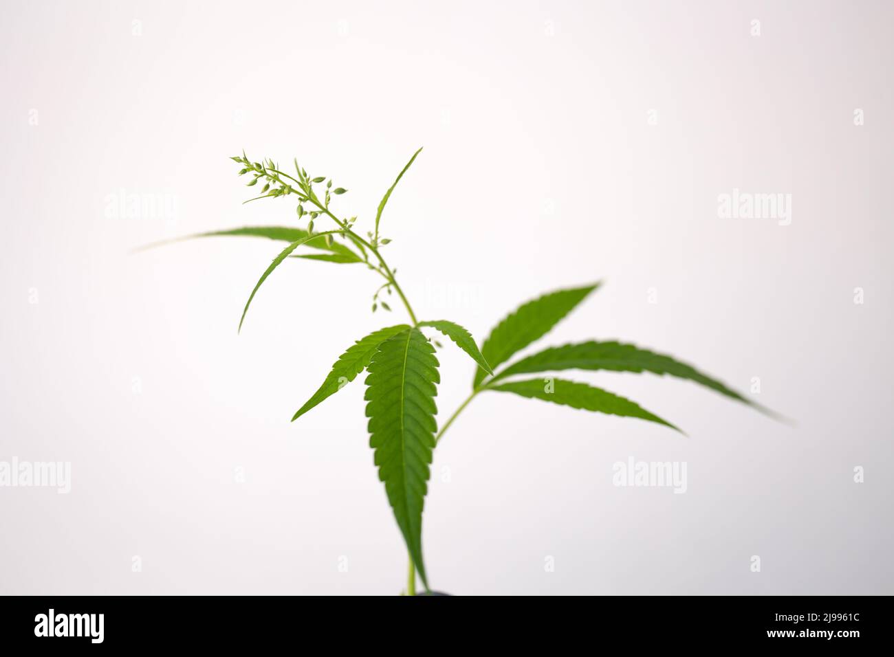 green marijuana bush on a white background Stock Photo - Alamy