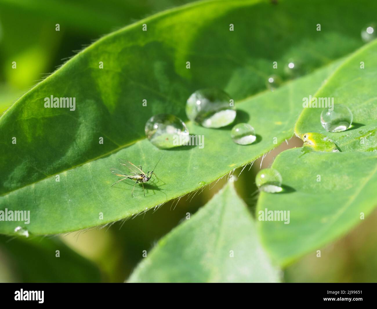 Insect water hi-res stock photography and images - Alamy