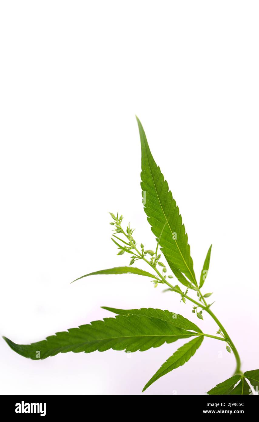 green marijuana bush on a white background Stock Photo - Alamy
