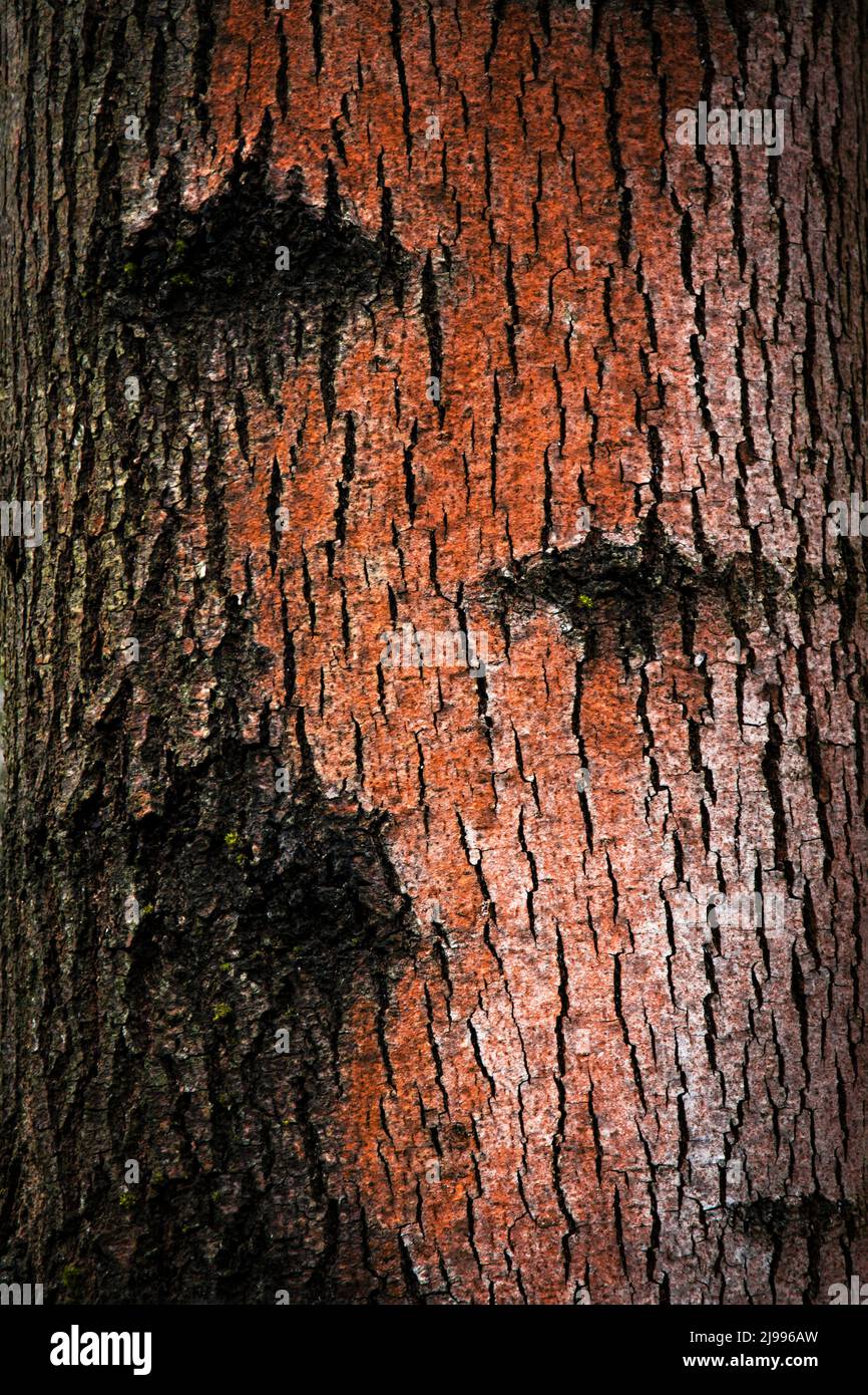 background or texture Abstract red colored bark Stock Photo - Alamy