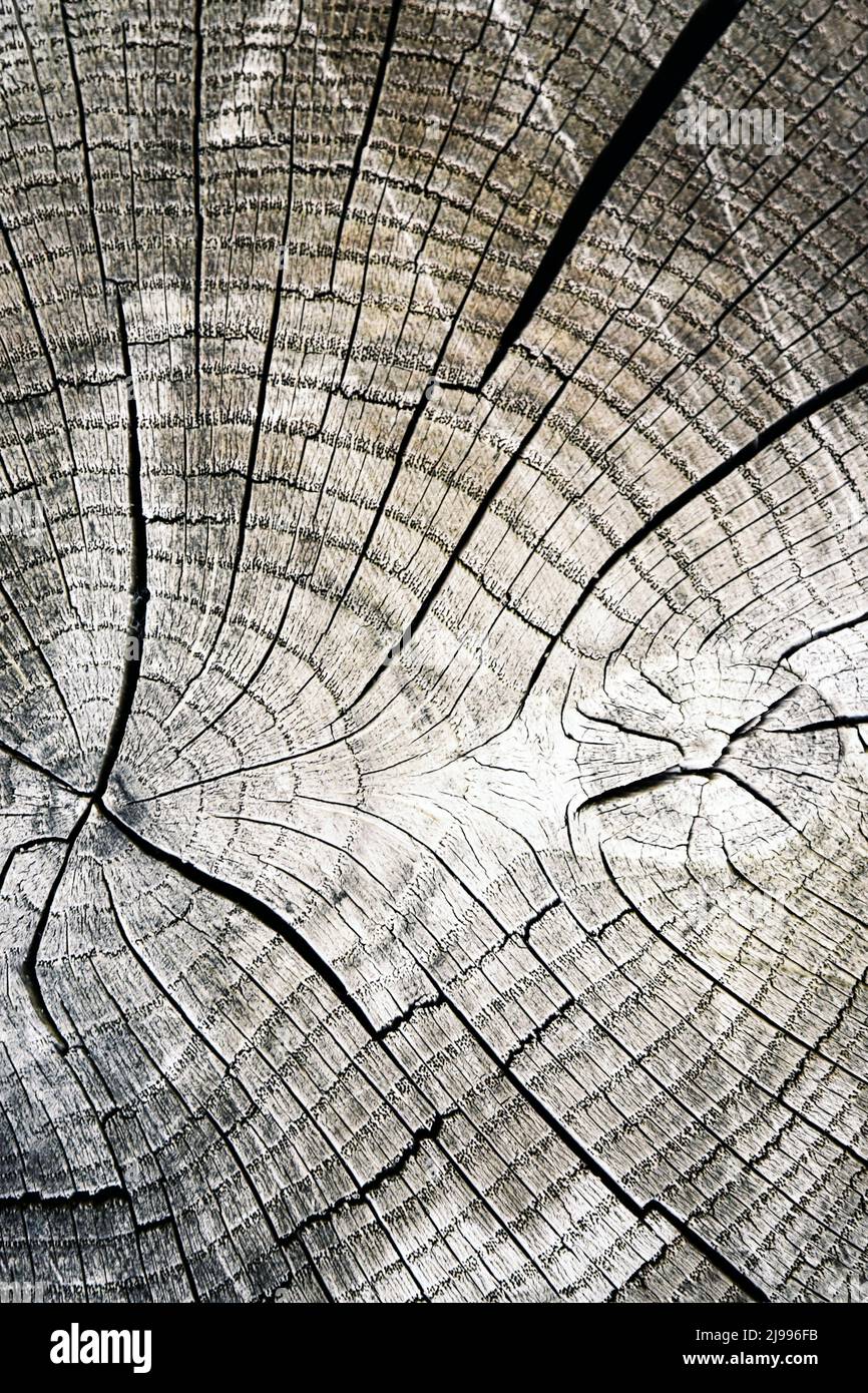 background or texture Abstract shapes on the cut of wood Stock Photo ...