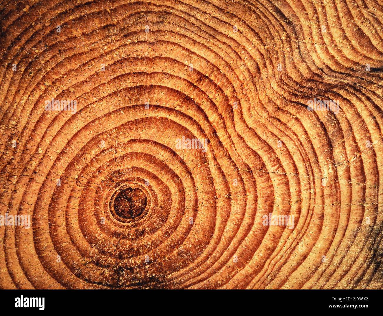 abstract nature background annular rings on spruce wood Stock Photo - Alamy