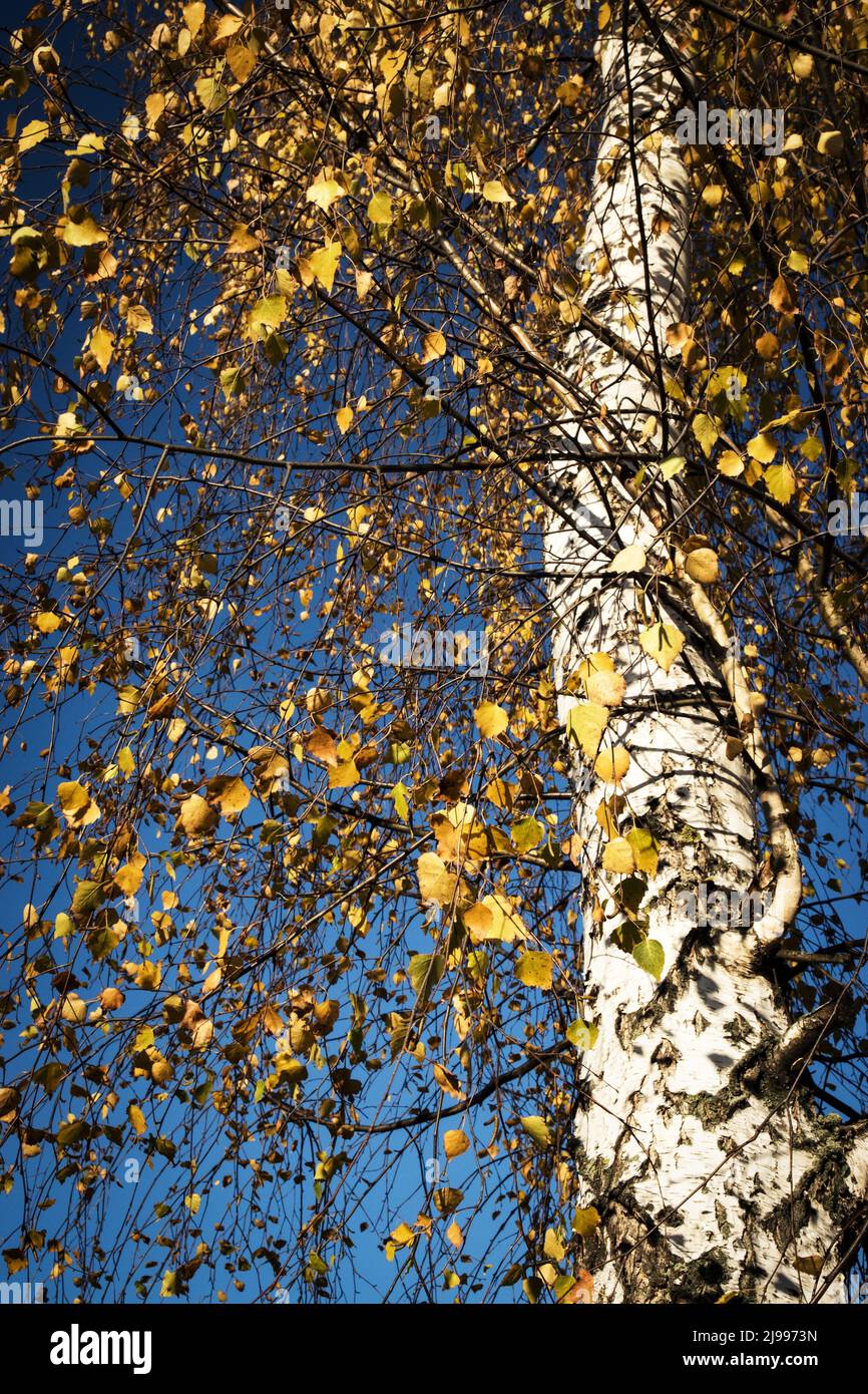 Yellow crown birch tree hi-res stock photography and images - Alamy