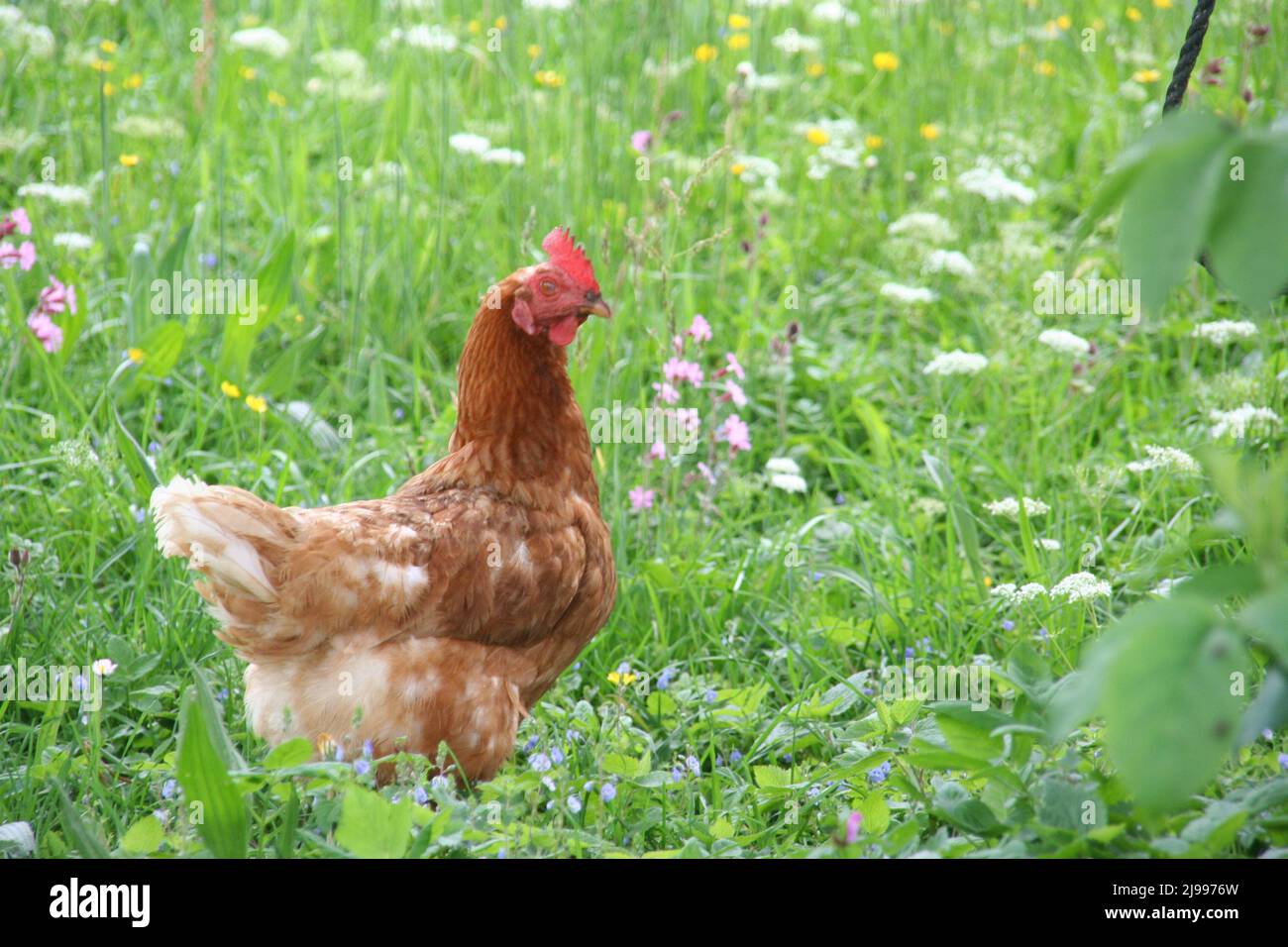 Beautiful small brown hen standing in an open field Stock Photo - Alamy