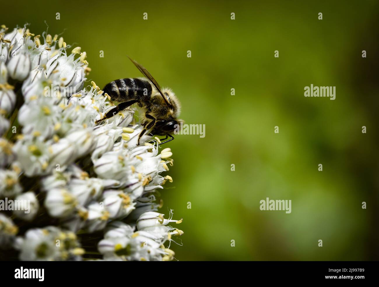 nature background Bee on lunch Stock Photo - Alamy