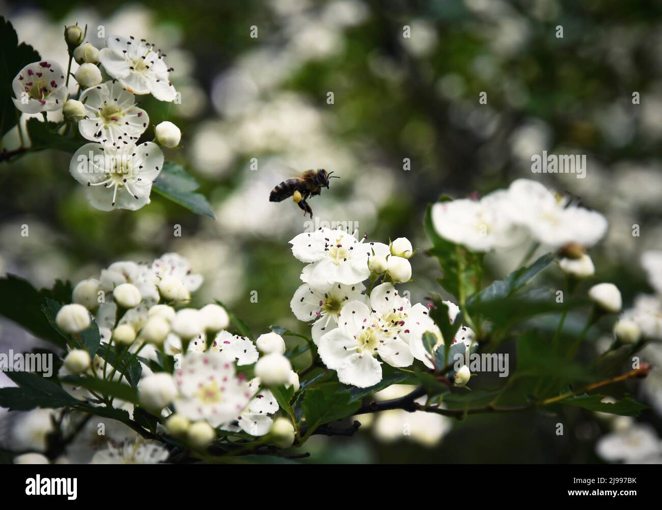 Nature background Bee over flowers Stock Photo - Alamy