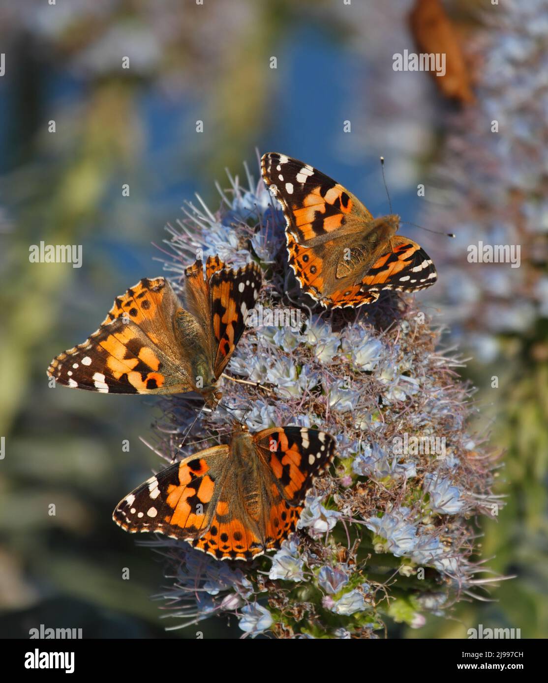 Upper wing of Painted Lady butterfly, feeding on a blooming flower ...
