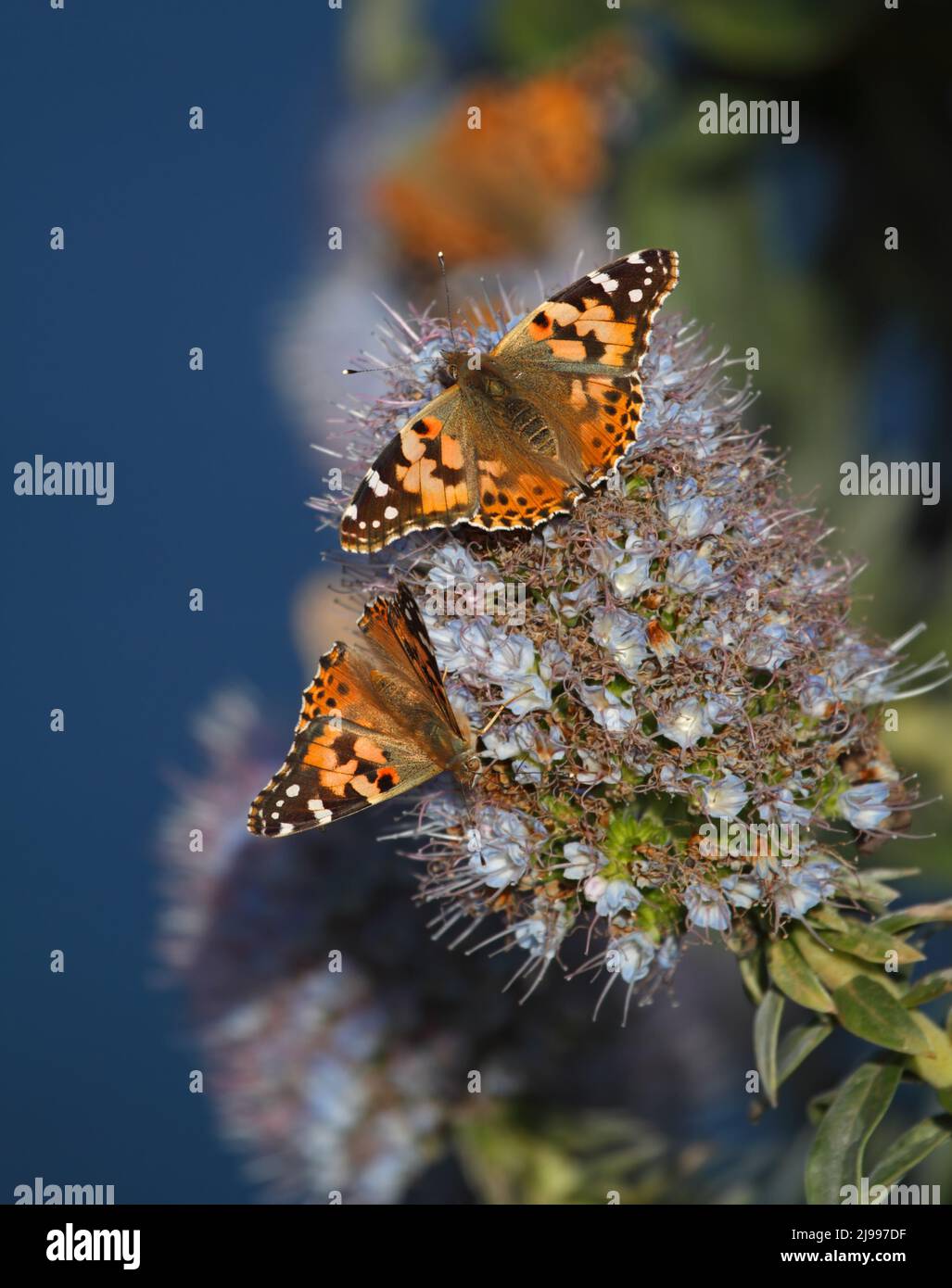 Upper wing of Painted Lady butterfly, feeding on a blooming flower ...