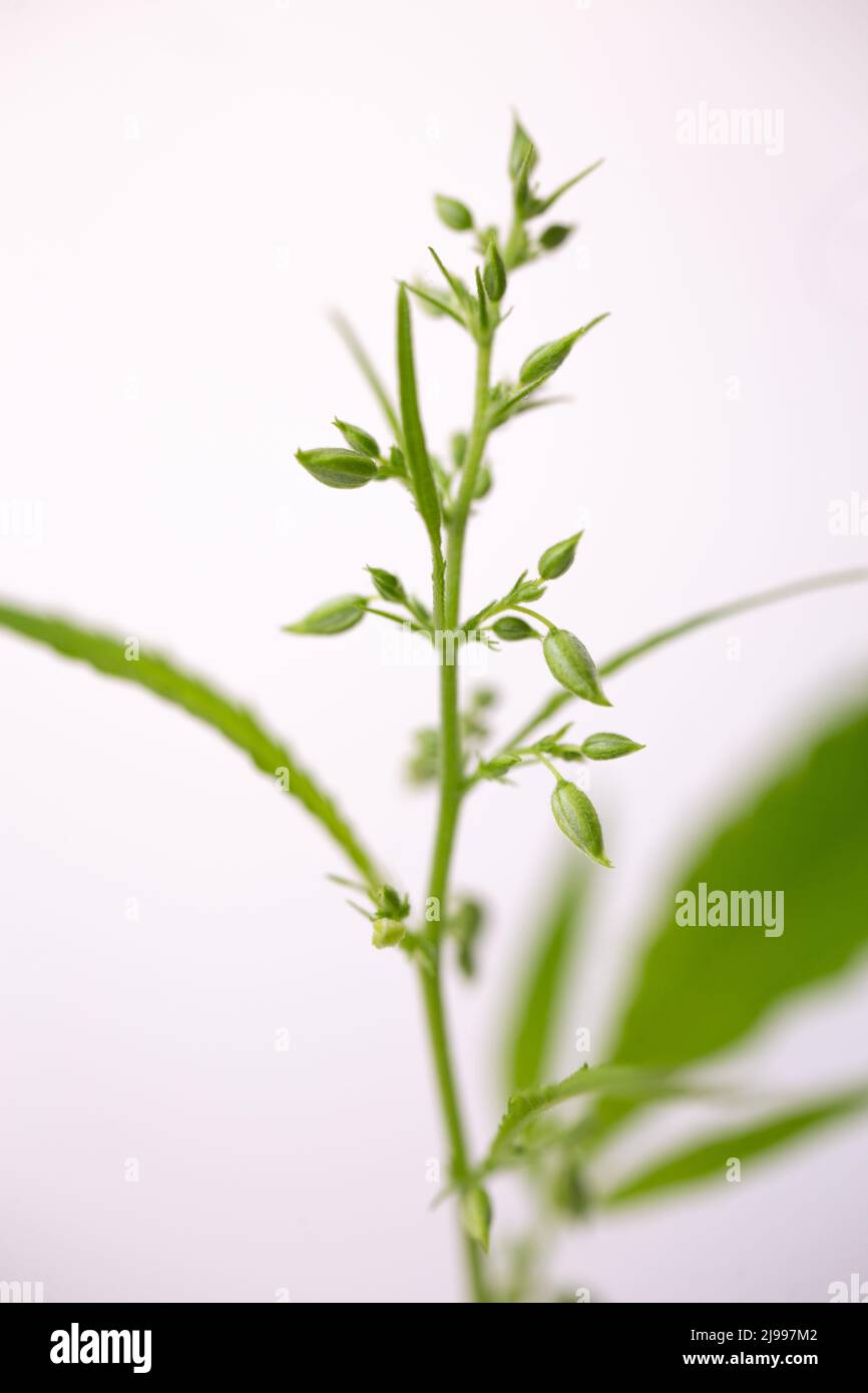 green marijuana bush on a white background Stock Photo - Alamy