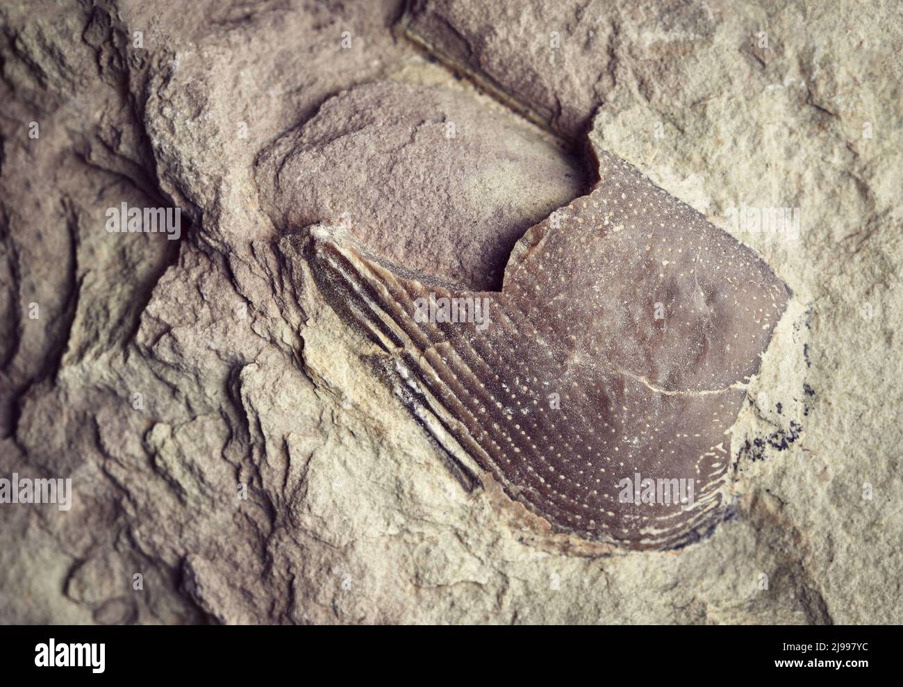 Mesosaurus fossils hi-res stock photography and images - Alamy